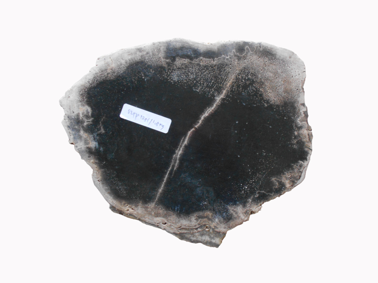 SLTP 1251 - Duma Fossil